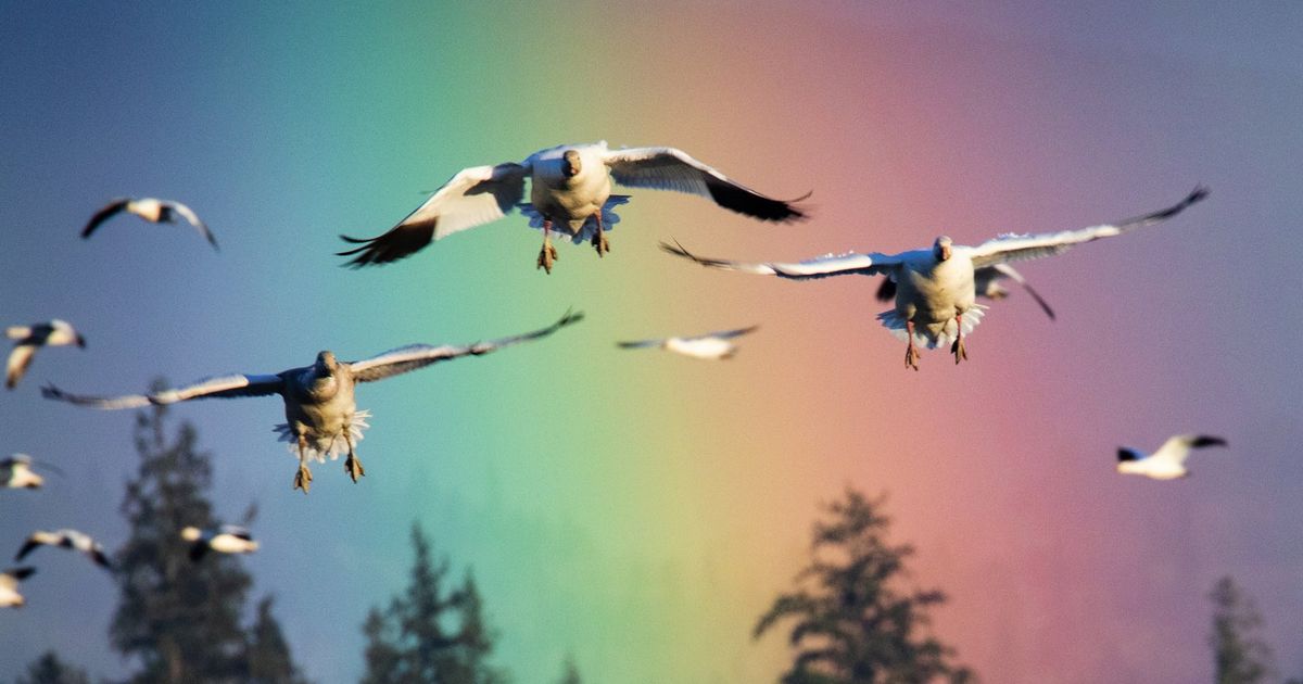 Snow geese land with the flying colors of a rainbow on Fir Island | The ...