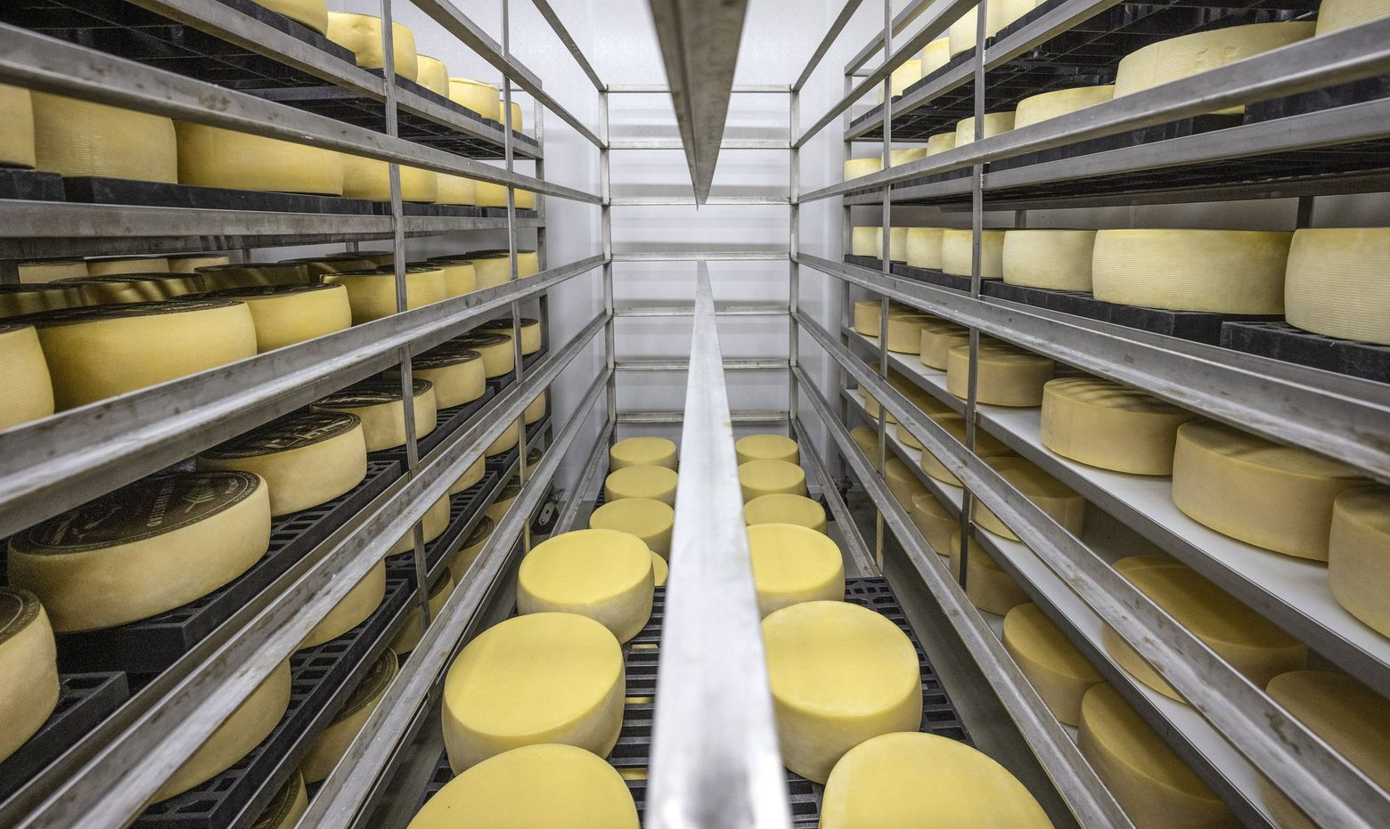Cheese is a risky business, yet WA’s cheese-making scene is on the rise ...