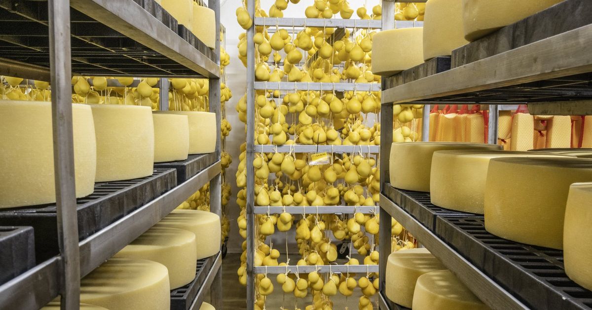 Cheese is a risky business, yet WA’s cheese-making scene is on the rise ...