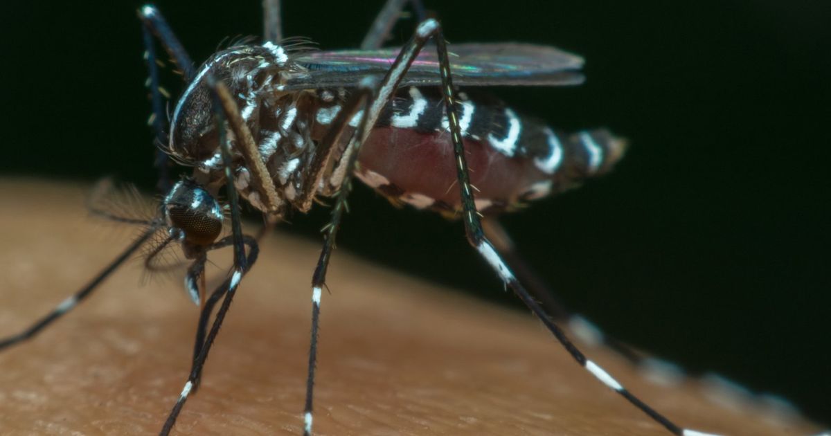 California’s first lab-grown mosquitoes may take flight — stirring ...
