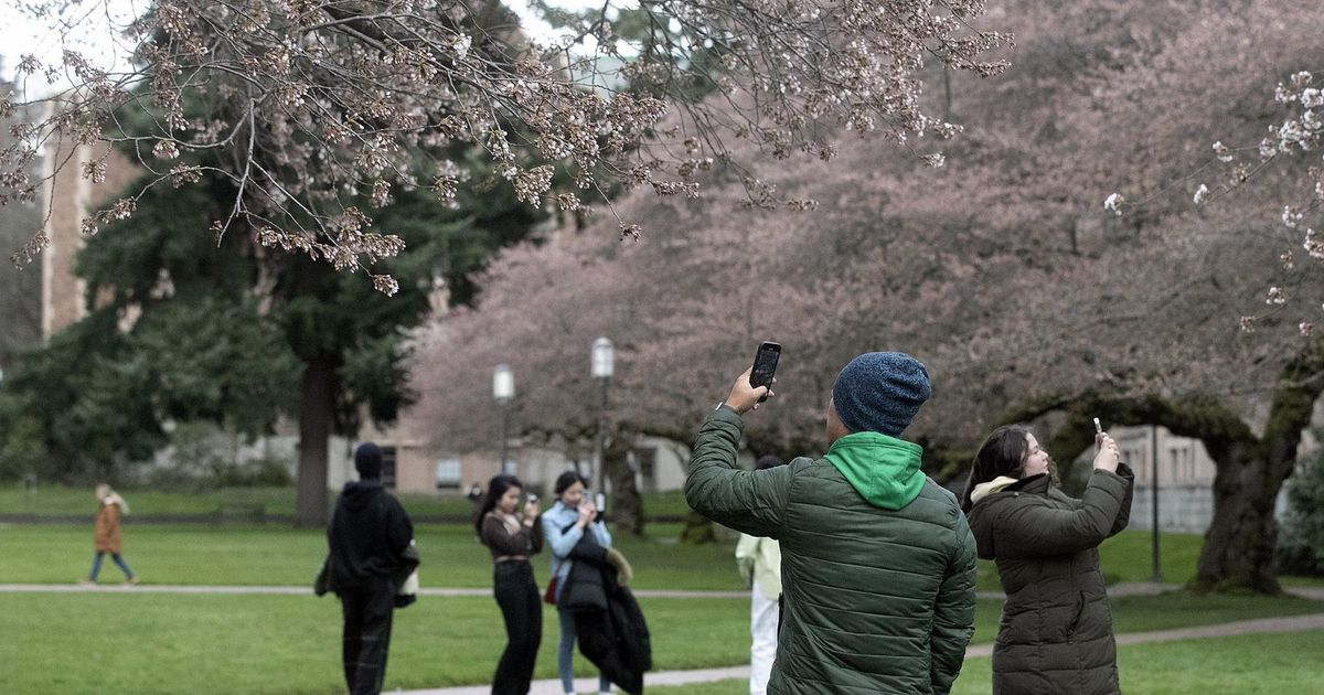 UW welcomes back cherry blossom admirers just in time for spring’s ...