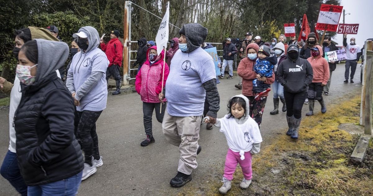 Trouble in the flower fields as workers strike just before Skagit ...