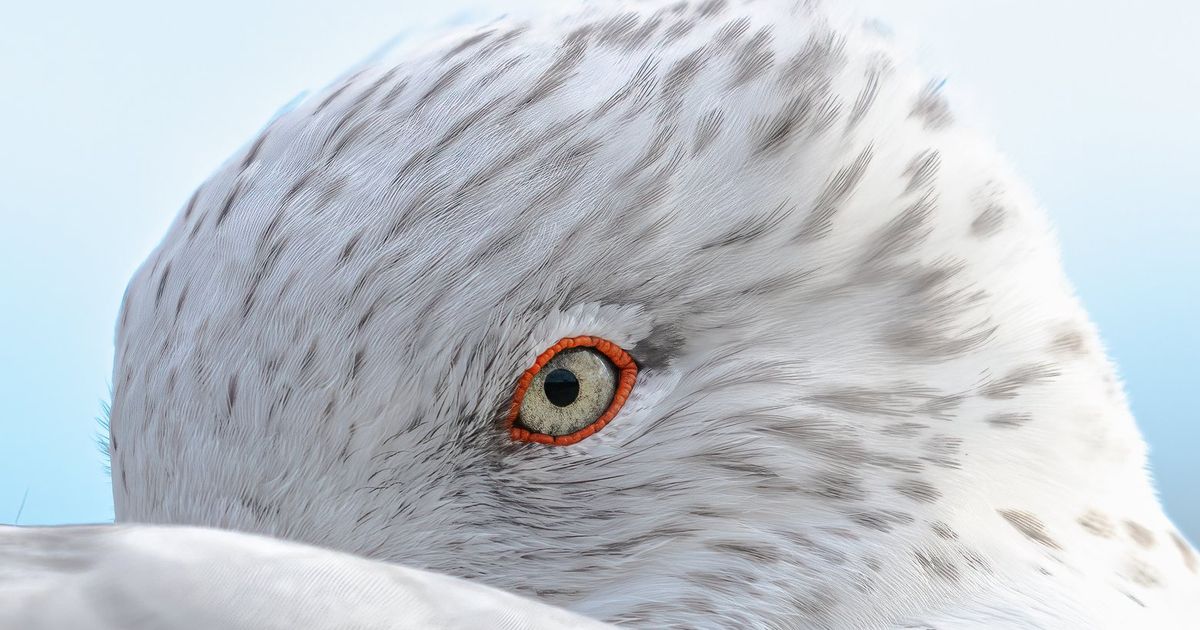 There’s so much to study in this striking composition of a gull with ...
