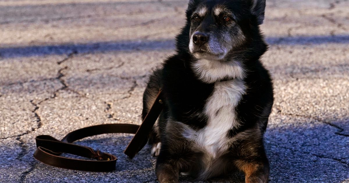 This tale wags the dog: ‘Rescued by Ruby’ tells K-9’s story | The ...