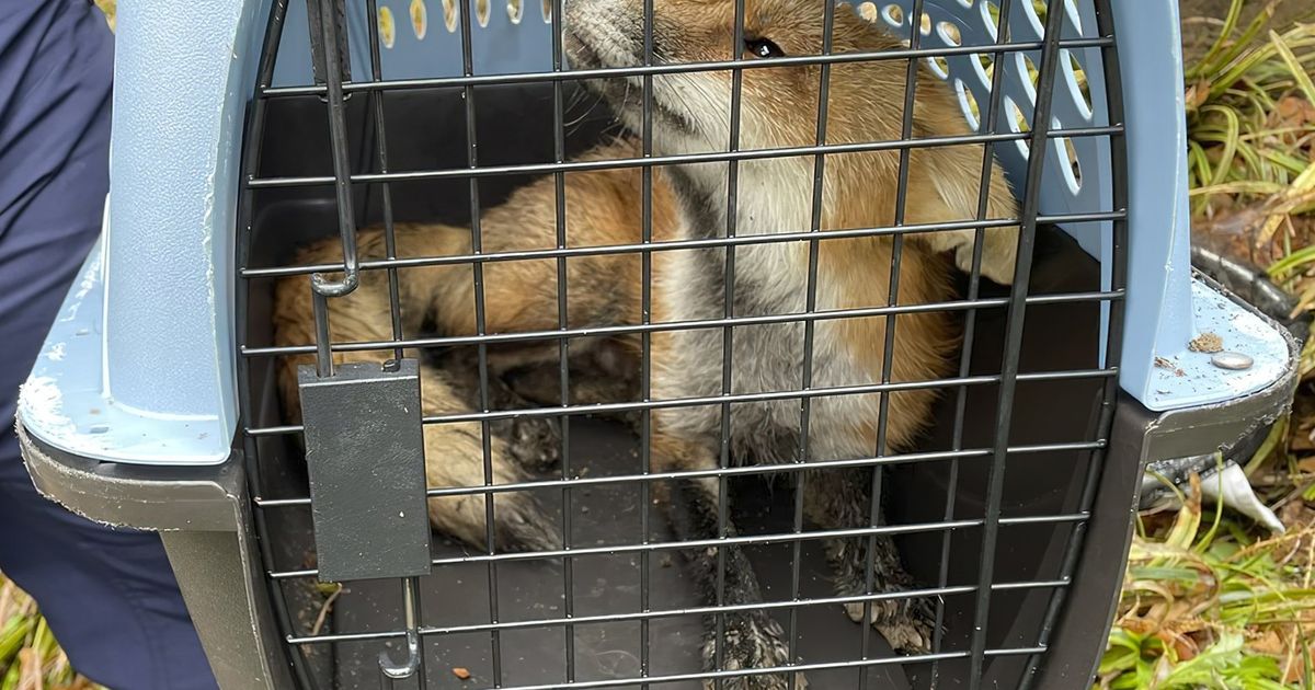 Fox bites man, putting Capitol Hill on high alert | The Seattle Times