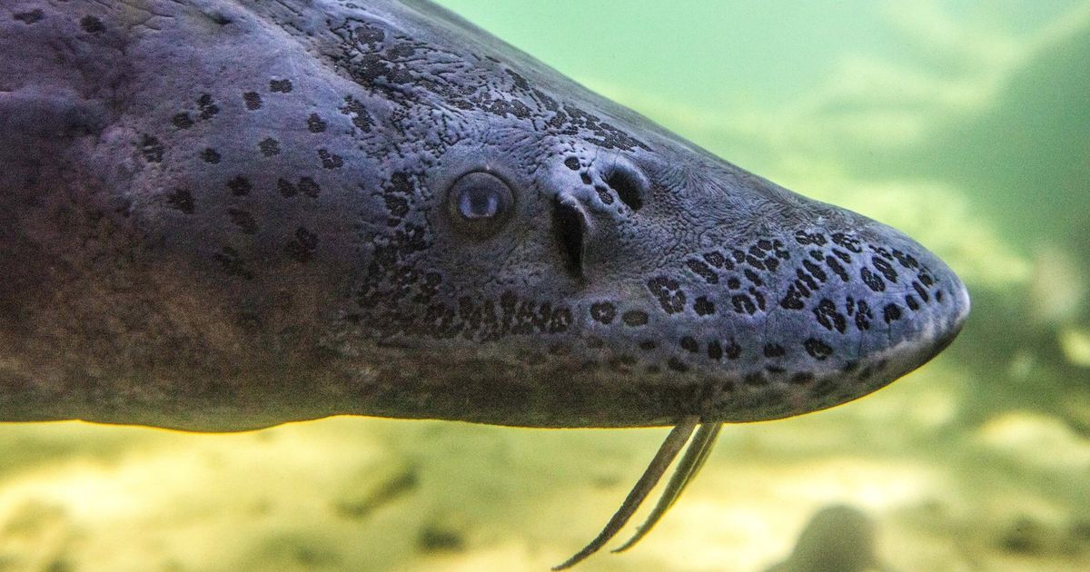 Limit consumption of sturgeon caught in lower Columbia River, WA health ...