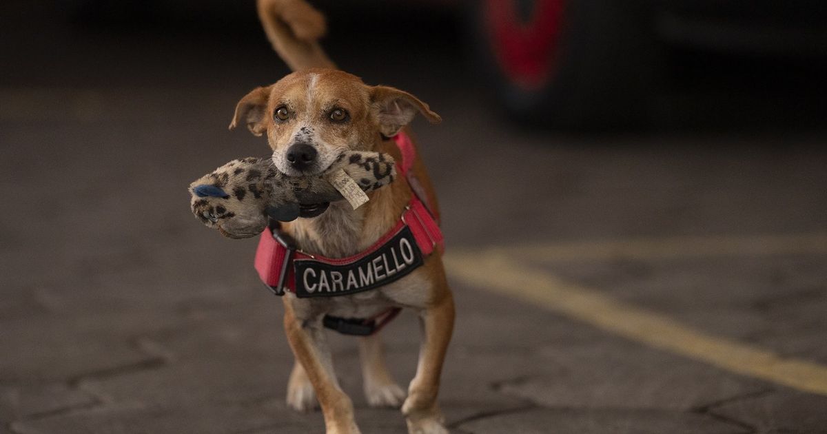 In Rio, rescue dogs watch out for their rescuers | The Seattle Times