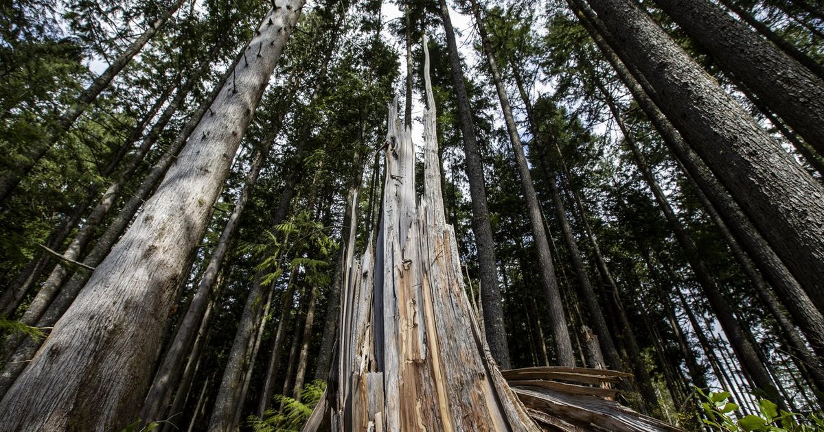 Save Washington’s legacy forests to save ourselves | The Seattle Times