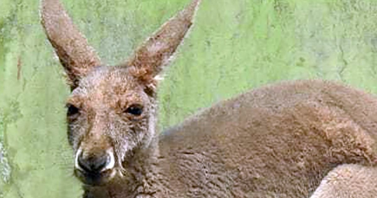 Why are kangaroos turning up in India? | The Seattle Times