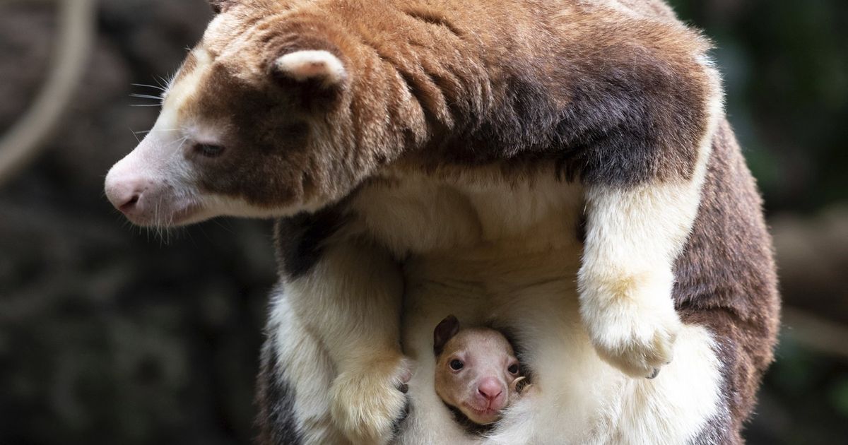 It’s a joey! Bronx Zoo announces birth of rare tree kangaroo | The ...