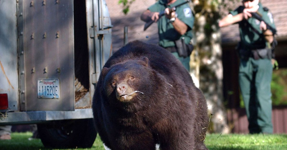 End Washington’s spring bear hunt | The Seattle Times