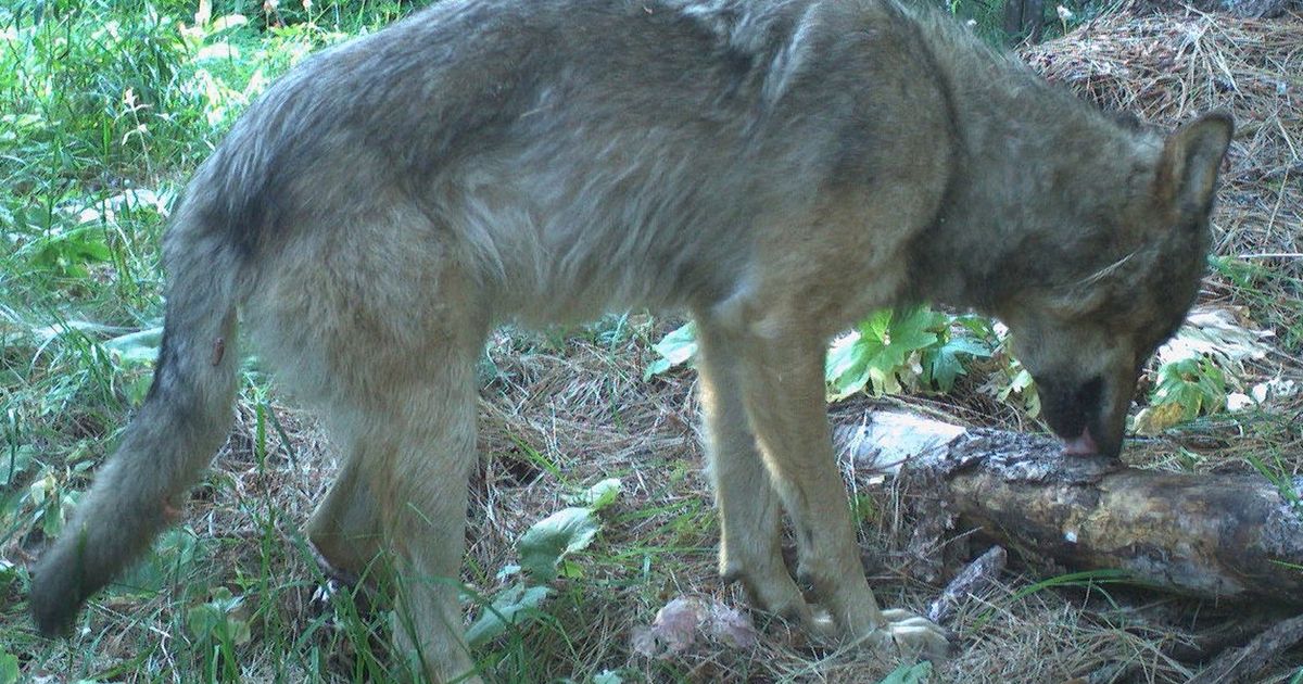 State says Washington’s wolf population grew 16% last year | The ...