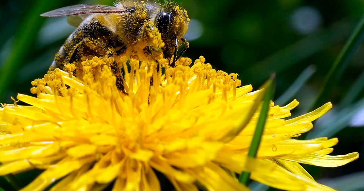 Climate change, big agriculture combine to threaten insects | The ...