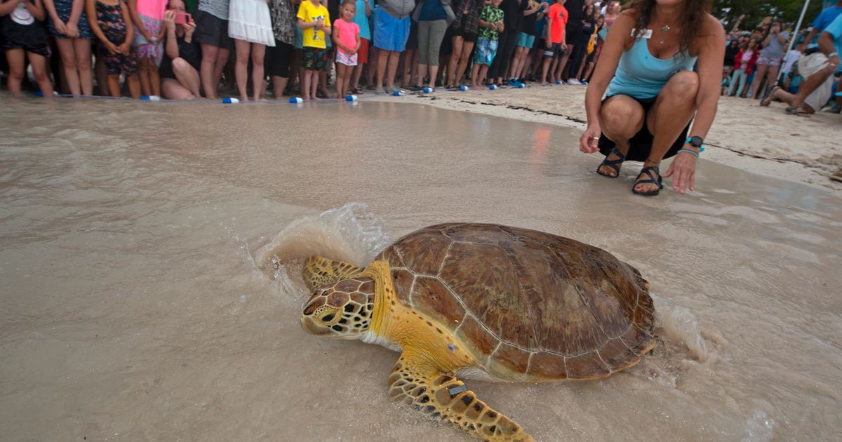 Healed sea turtle released to mark Earth Day in Florida Keys | The ...