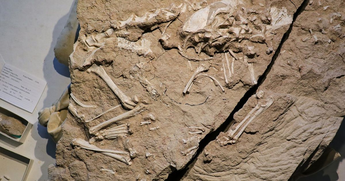 Rare fossil of ancient dog species discovered | The Seattle Times