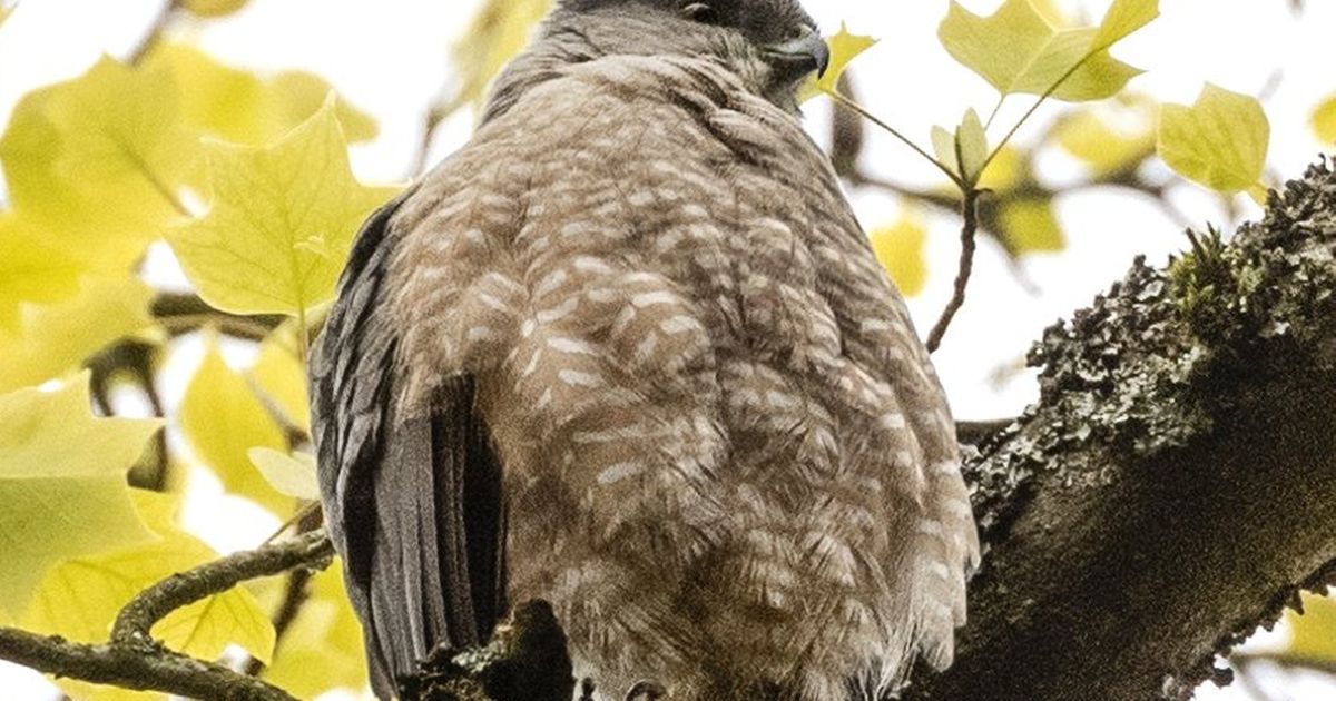 What can you do to help raptors? | The Seattle Times