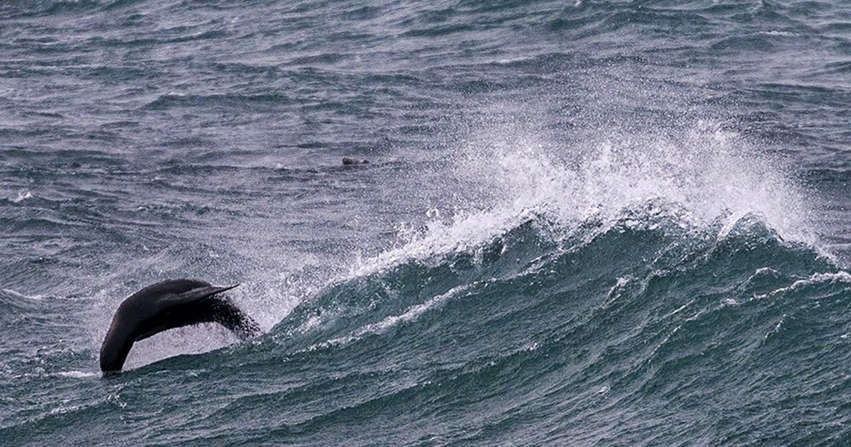 A new era of Indigenous comanagement of the Bering Sea | The Seattle Times