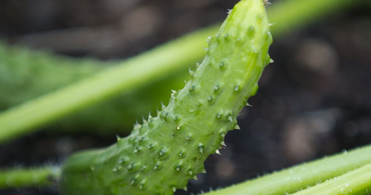 June means it’s finally cucumber planting season — here’s what to know ...