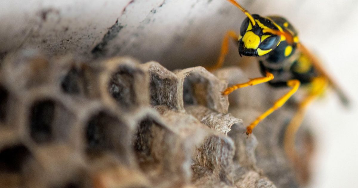 ‘Adopt’ a wasp to help monitor Asian giant hornets in WA | The Seattle ...