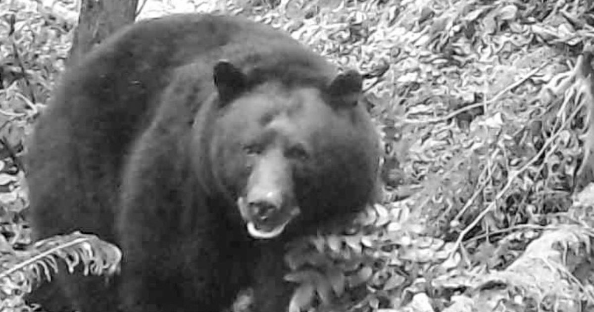 How to deter bears in WA and what to do if you see one | The Seattle Times