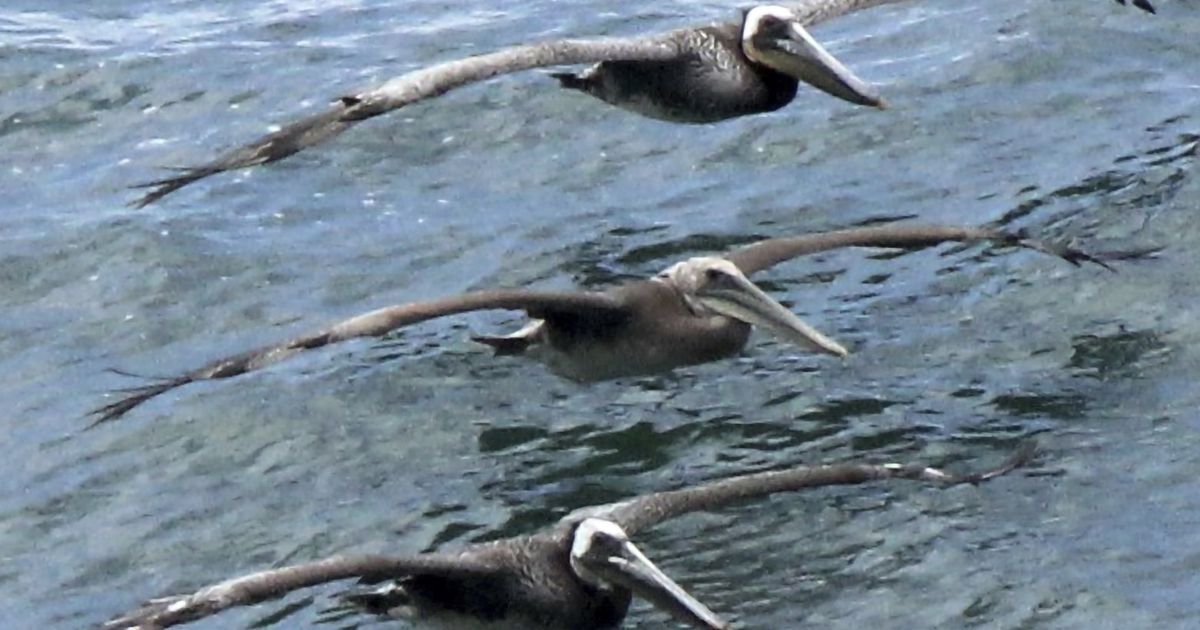 California investigating sick and dying brown pelicans | The Seattle Times