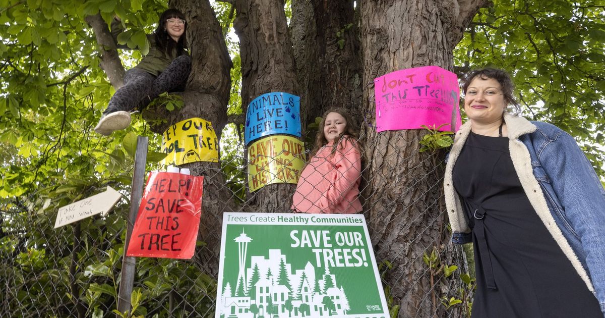 In West Seattle, crusade saves old tree from city’s chain saw | The ...