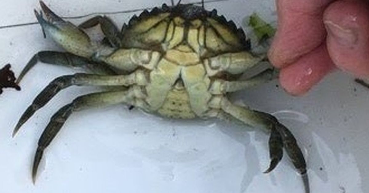 Invasive European green crabs are spreading. Here’s how WA is fighting ...