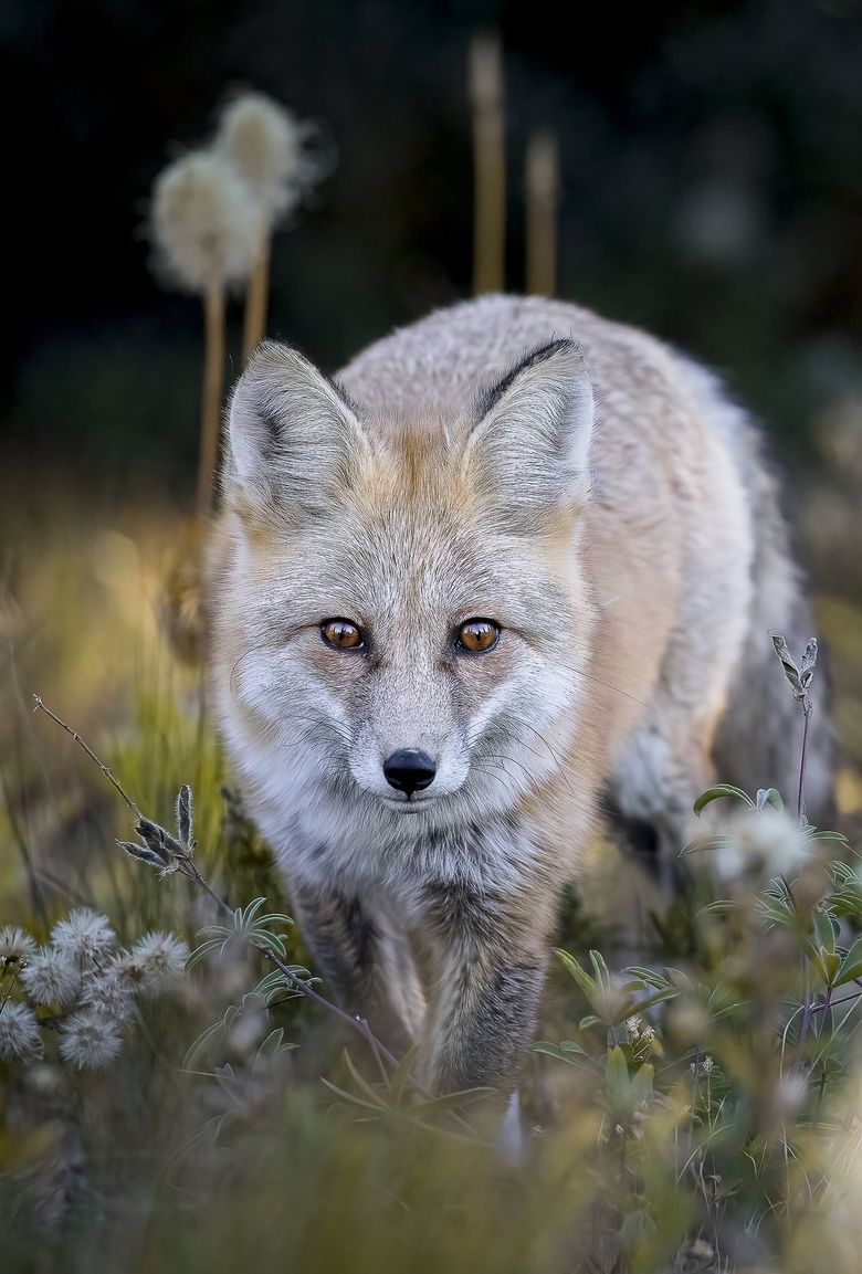 Washington State Red Fox WA Lists The Cascade Red Fox As Endangered