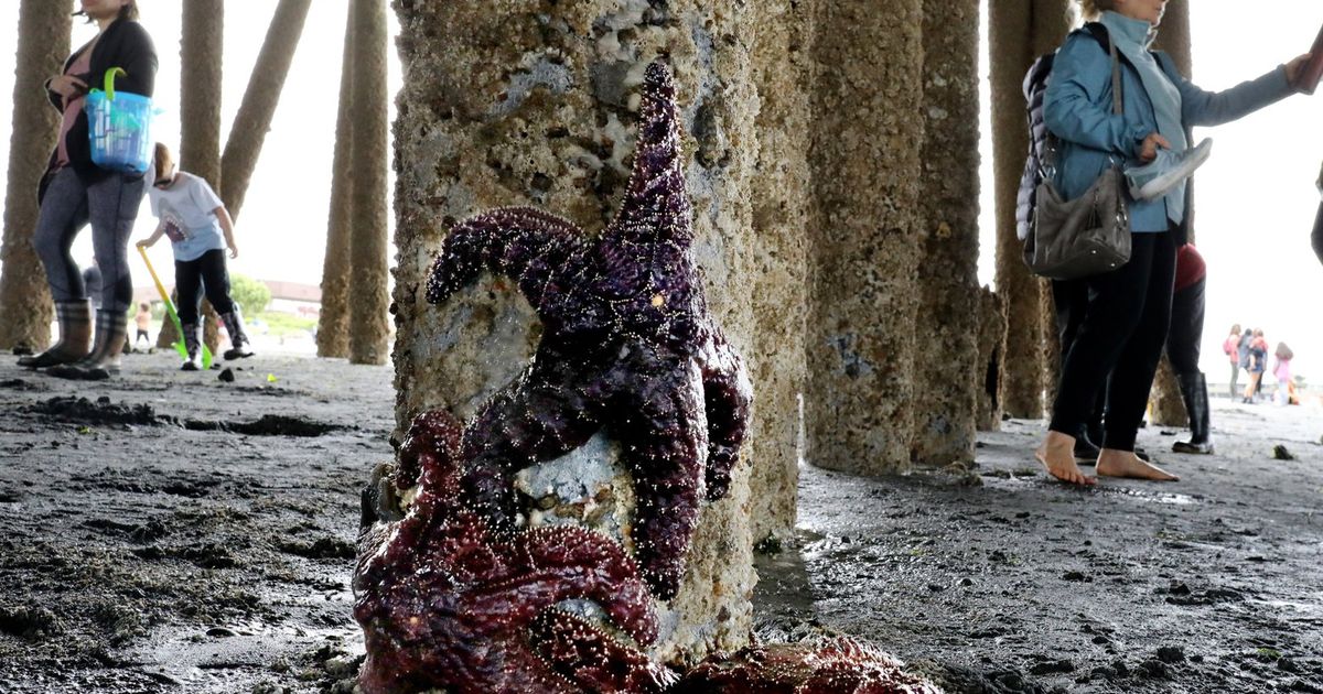 Extraordinarily low tides come to Puget Sound | The Seattle Times