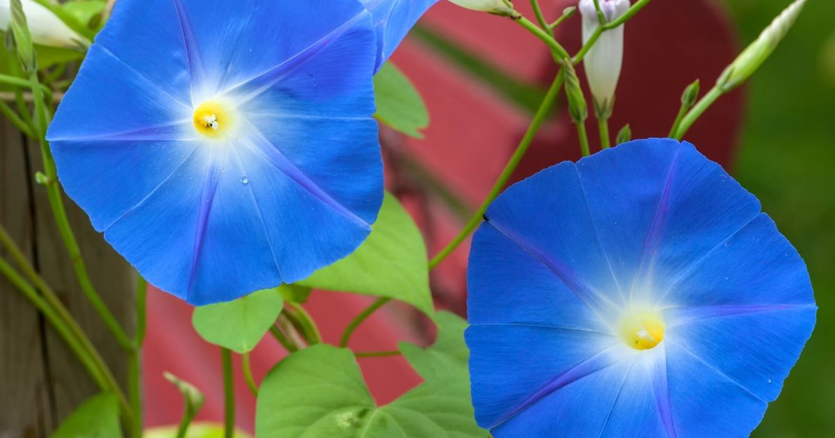 These true blue flowers bring a welcome cool and calm to gardens (and ...