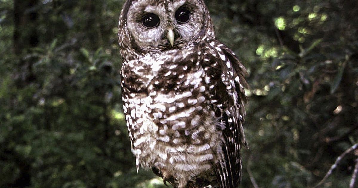 Judge throws out Trump-era rollbacks on endangered species | The ...