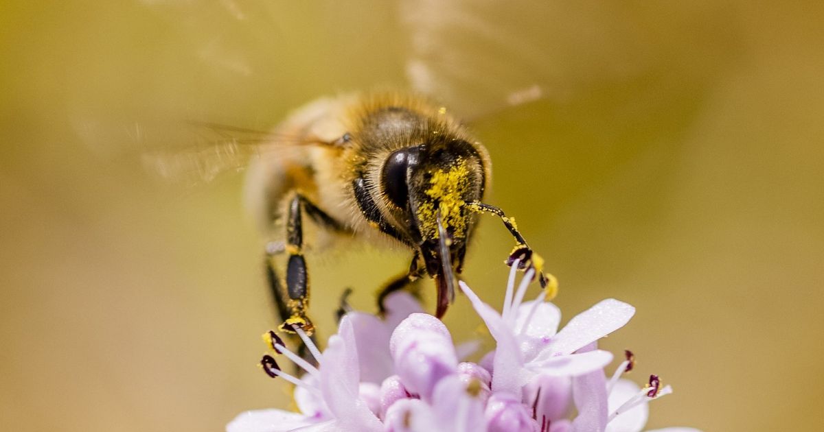 Wild bees, threatened by warming and wildfires, get help from WA ...