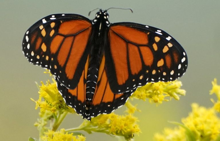 New butterflies are named for Sauron, ‘Lord of the Rings’ villain | The ...