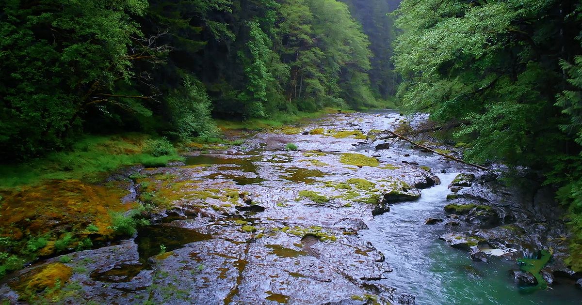 Spirit of collaboration clears a way toward salmon recovery | The ...