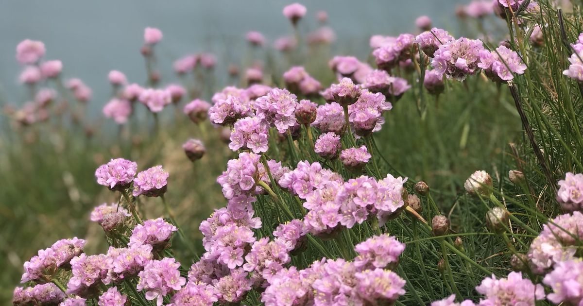 These seaworthy plants cultivate a beach vibe in your garden | The ...