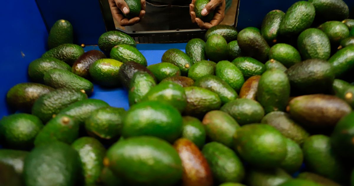 2nd state in Mexico begins avocado exports to U.S. market | The Seattle ...