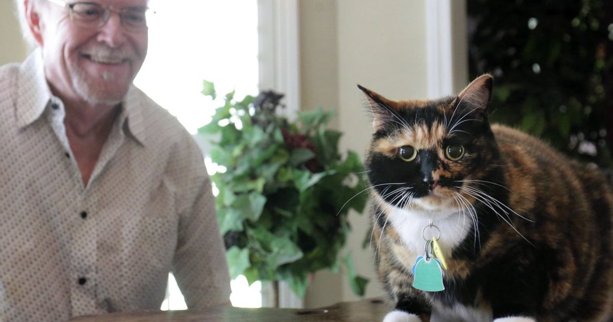 20-pound ‘guard cat’ credited with preventing armed break-in | The ...