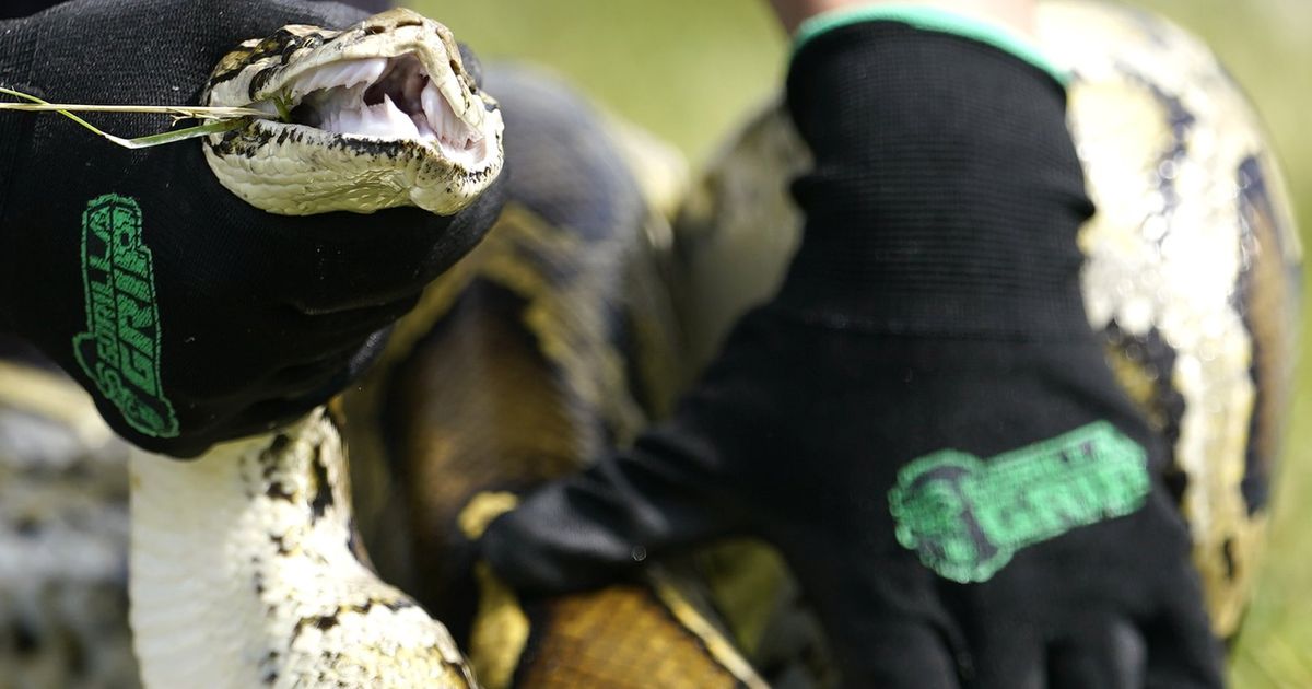 Python hunt! 800 compete to remove Florida’s invasive snakes | The ...