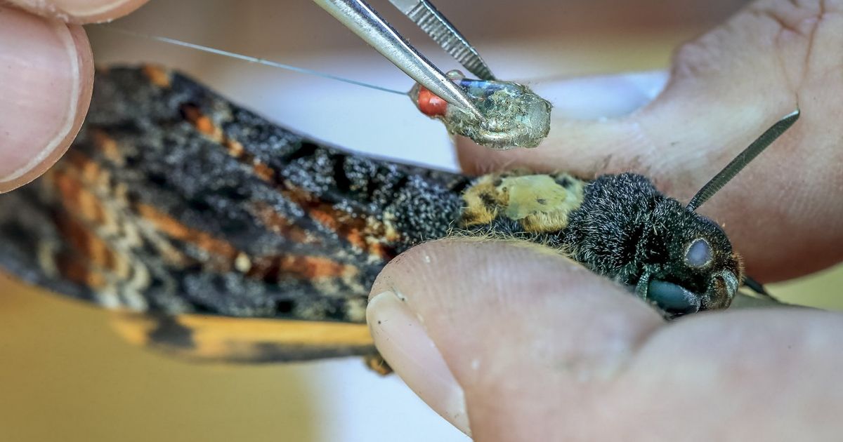 Scientists use tiny trackers, plane to follow moths on move | The ...
