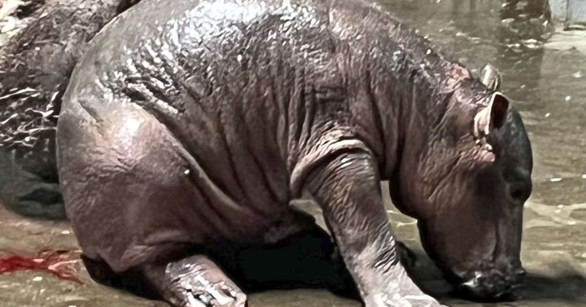 Cincinnati Zoo names new baby hippo Fritz, brother to Fiona | The ...