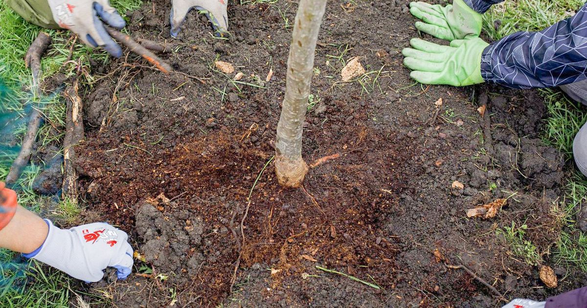 U.S. towns may grow millions more trees with $1.5 billion for urban ...