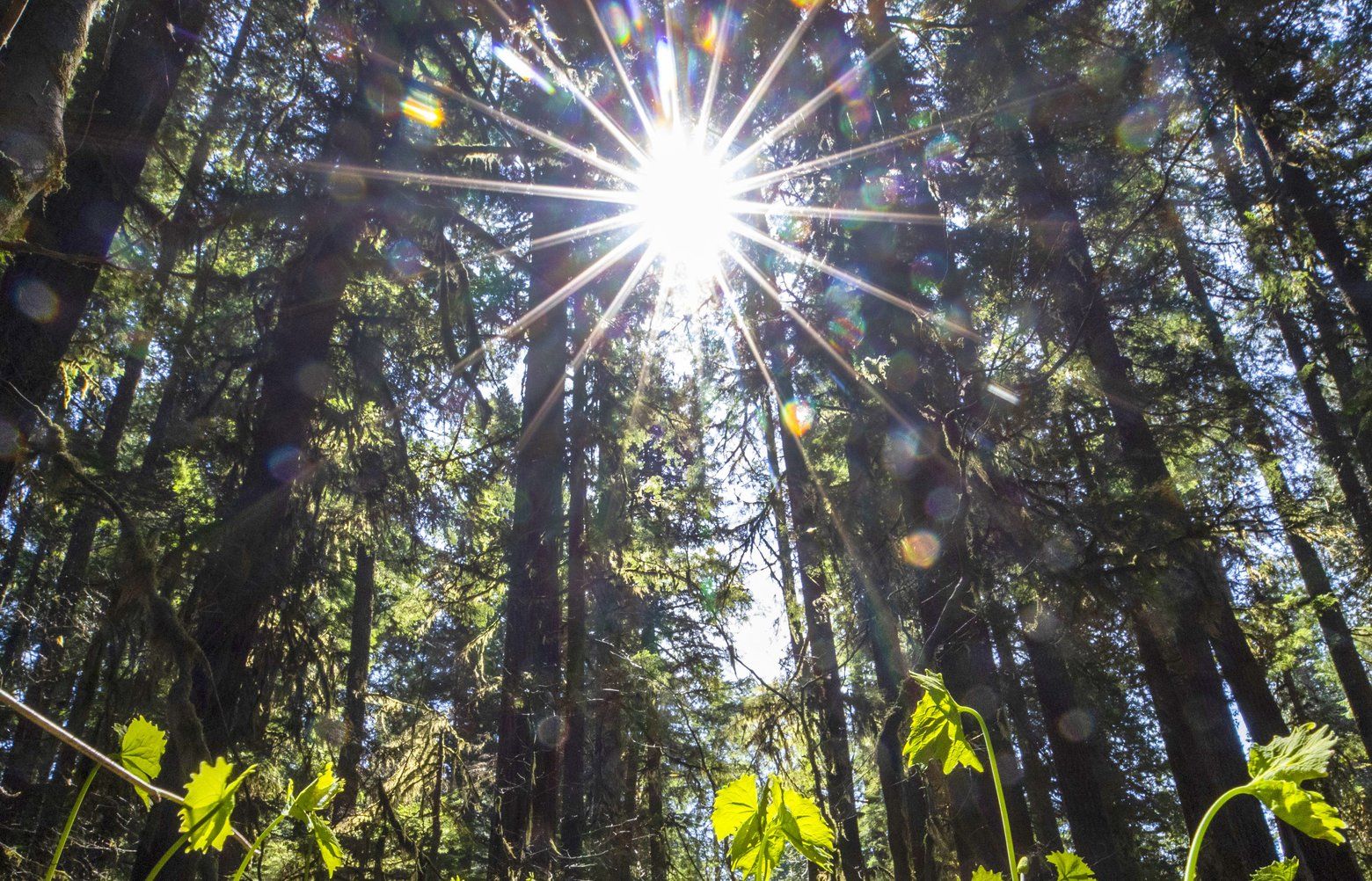 U.S. towns may grow millions more trees with $1.5 billion for urban ...