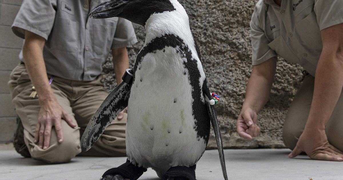 San Diego Zoo penguin fitted with orthopedic footwear | The Seattle Times