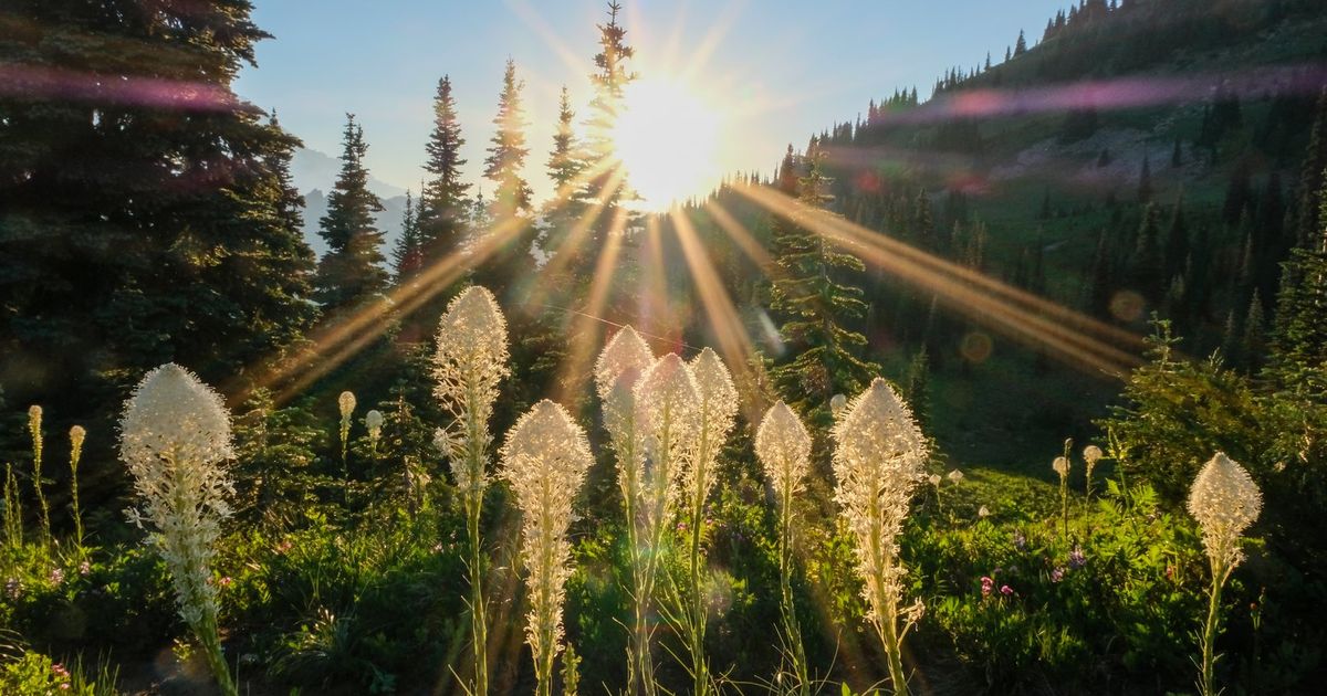 A stunning sunset on Mount Rainier lights up the landscape | The ...