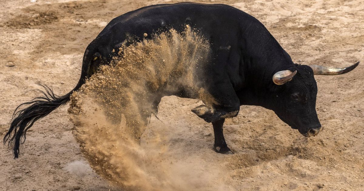Spain’s ‘Run with the Bulls’ festivals come under new scrutiny | The ...