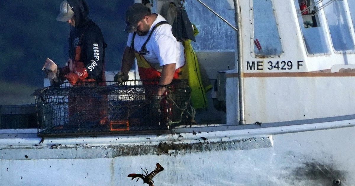 Pressured by environmentalists, restaurants pull lobster from menus ...