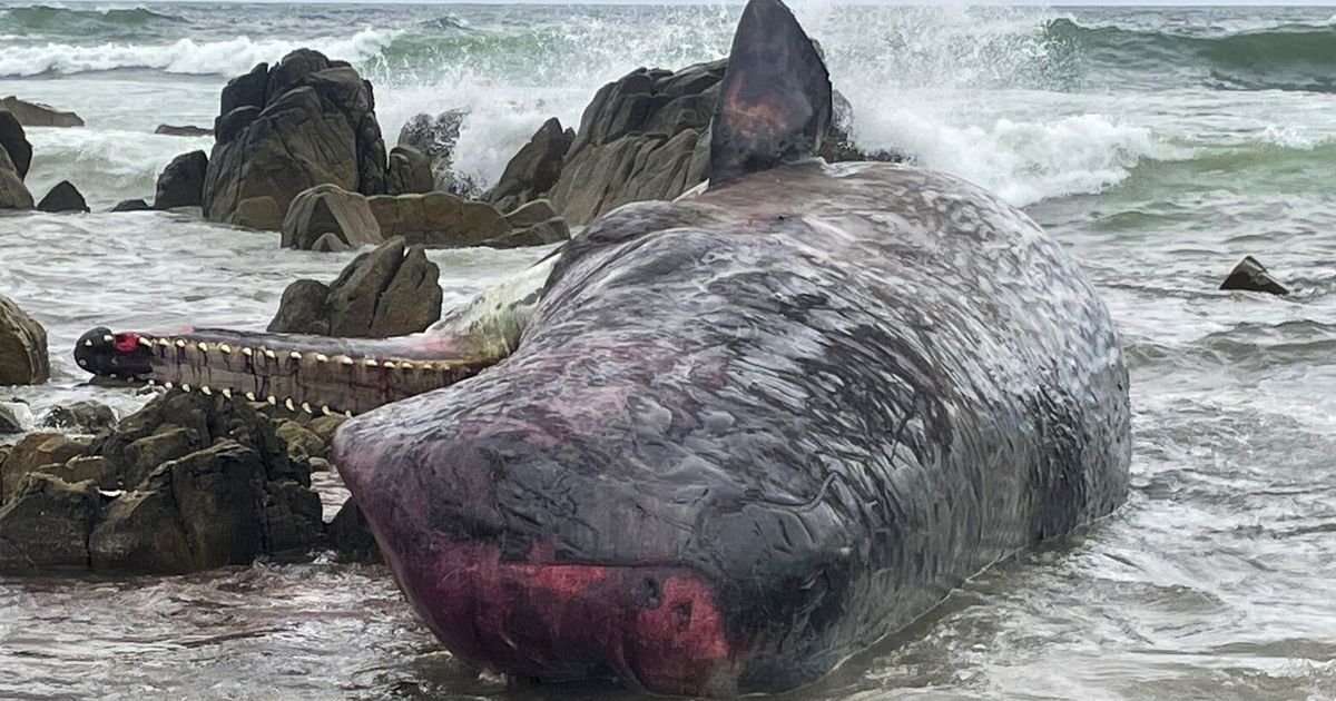 14 dead sperm whales found beached on Australian island | The Seattle Times
