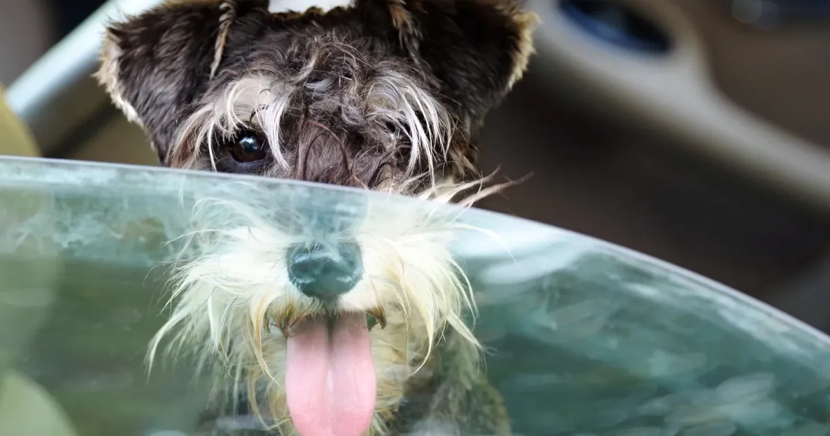 How to keep your pets cool in the heat | The Seattle Times