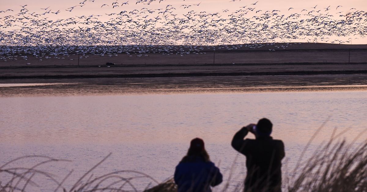 New atlas of bird migration shows extraordinary journeys | The Seattle ...