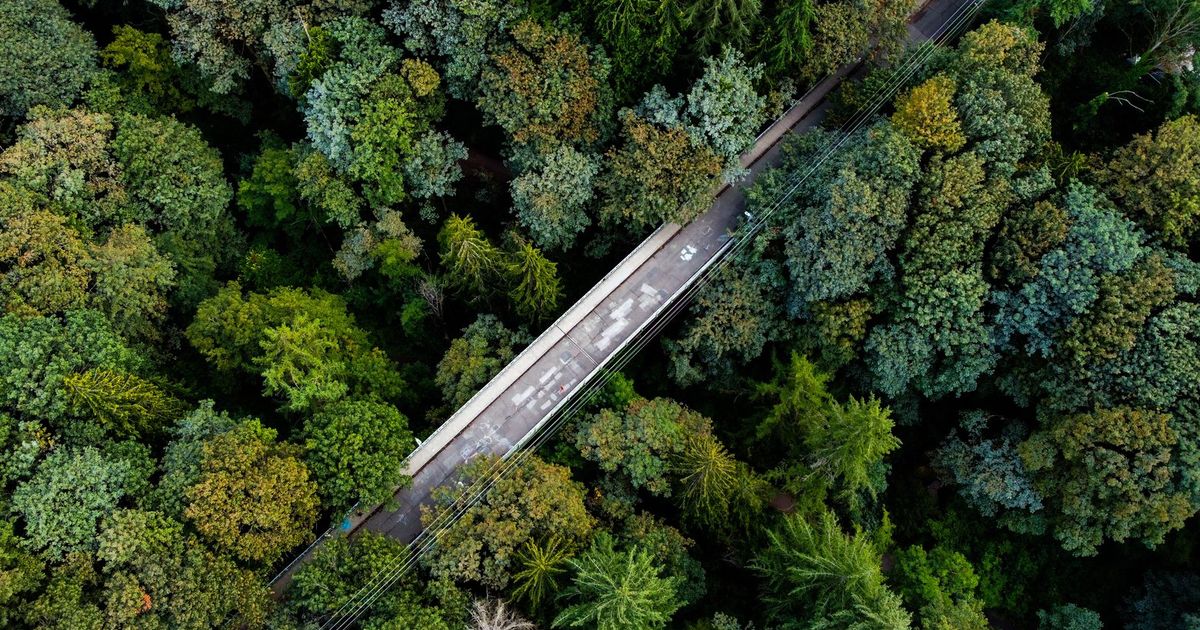 The Ravenna Ravine’s walkway and trees from 280 feet up | The Seattle Times